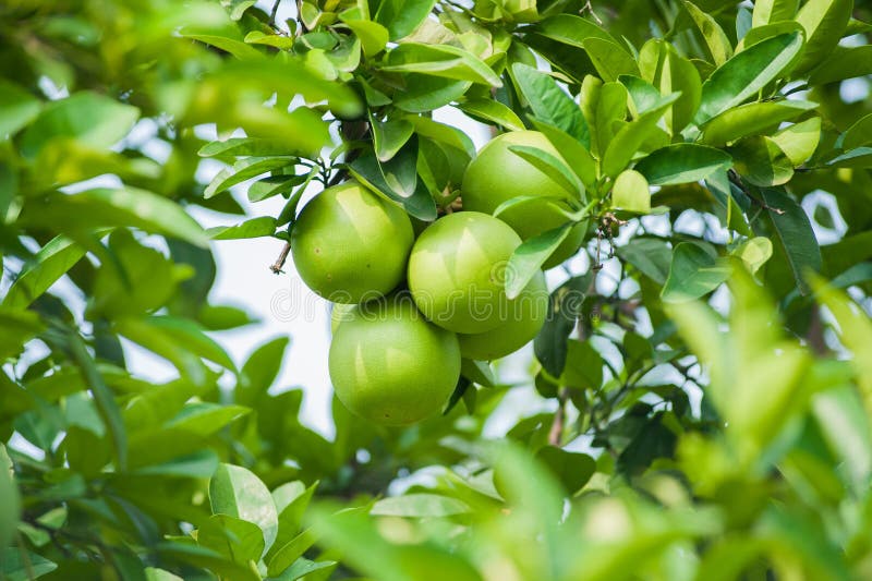 Fruit Vert De Pamplemousse Sur Un Arbre Photo stock - Image du santé ...