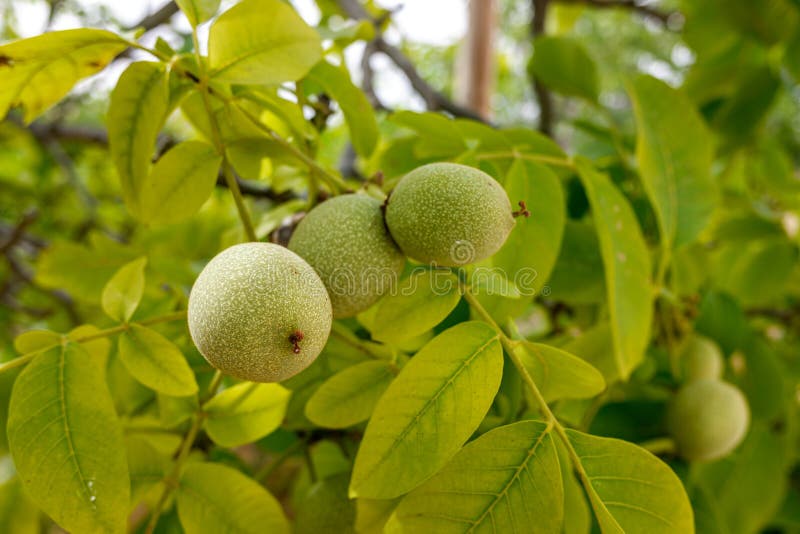 Fruit of the Walnut, with a Walnut Inside, Still Green in a Walnut Tree ...