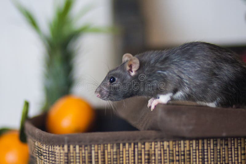 122 Warehouse Rat Stock Photos - Free & Royalty-Free Stock Photos from ...