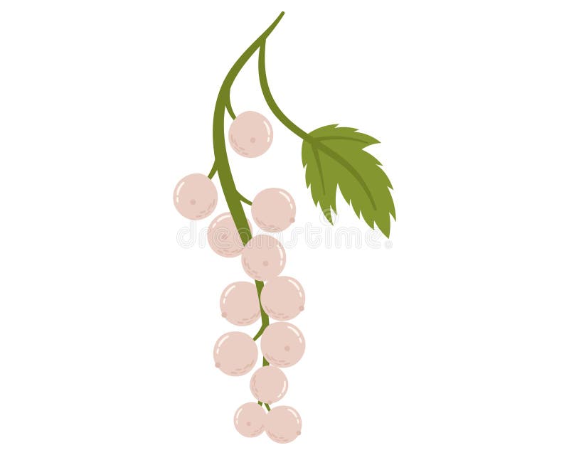 Fruit White Currant in Cartoon Hand Drawn Simple Style. Editable ...