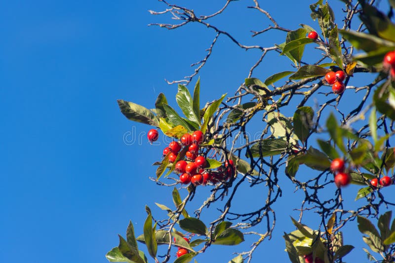 Fruit of a Whitebeam Tree, Also Called Sorbus Aria or Mehlbeere Stock ...
