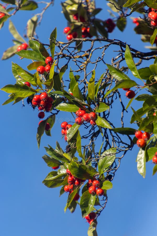 Fruit of a Whitebeam Tree, Also Called Sorbus Aria or Mehlbeere Stock ...
