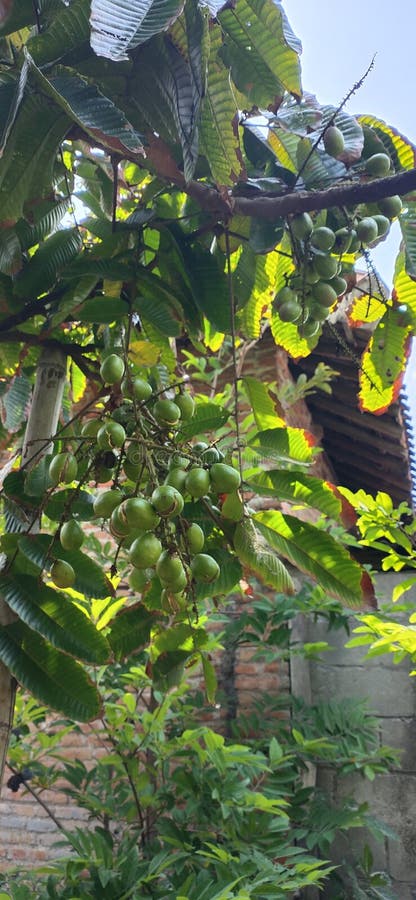 Fruit Whose Contents Resemble Longan Fruit, only the Skin is Different ...