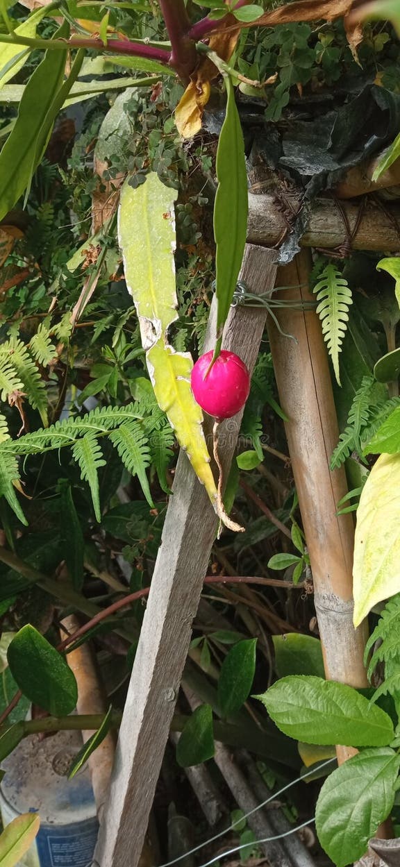 The Fruit of the Wijaya Kusuma Tree Stock Image - Image of fruit ...