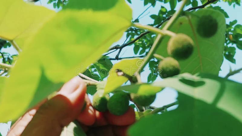 Fruit of Wild Paper Mulberry Tree Closeup View Stock Footage - Video of ...