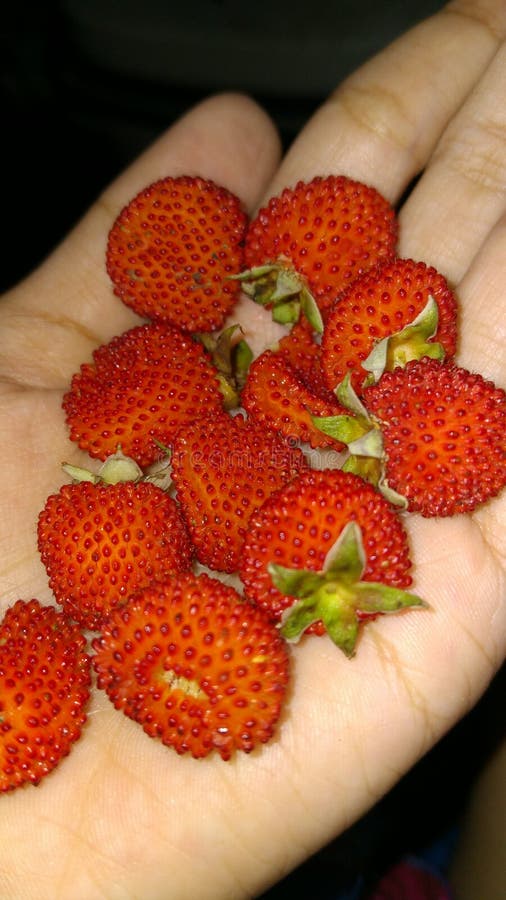 The Fruit: Wild Raspberry in Hand Stock Photo - Image of wild ...
