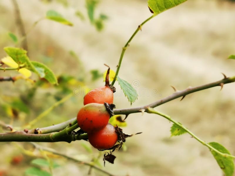 The fruit of a wild rose stock image. Image of bokeh - 160463433