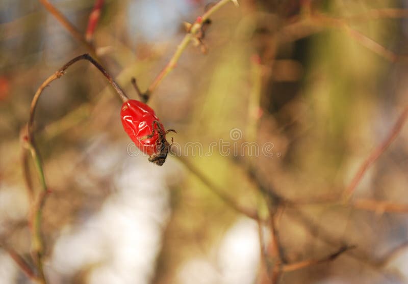 Fruit of Wild Rose Hanging on Twig in Winter Time. Stock Image - Image ...