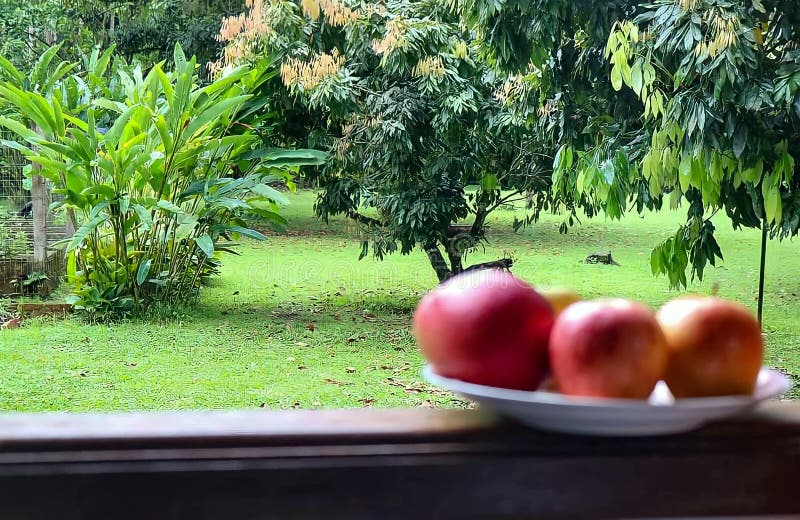 Fruit on the Window, Apple on the Window, Mango on the Window, Window ...