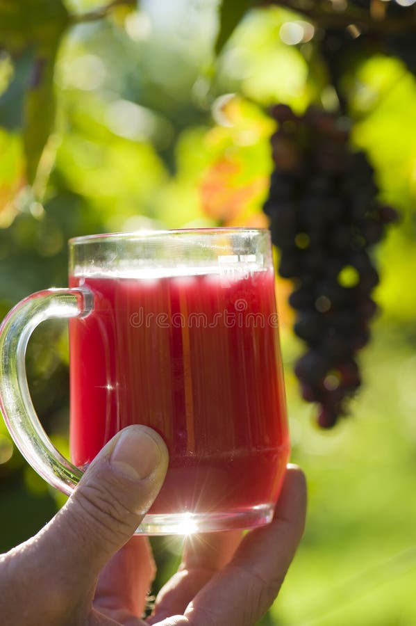 Fruit wine stock image. Image of autumnal, autumn, sunbeam - 27240923