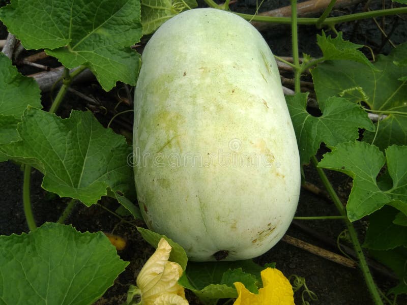 Winter Melon (white Gourd) Flower Stock Photo - Image of gourd, color ...