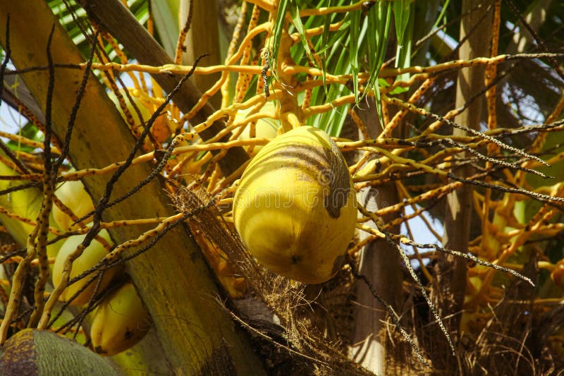 Fruit and Yellow Coconut Trees that are Still on the Tree Stock Image ...