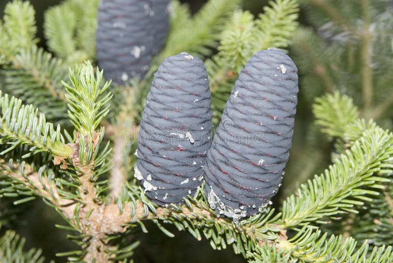 Fruitage Cone of Taiwan Fir. Stock Image - Image of nature, scenery ...
