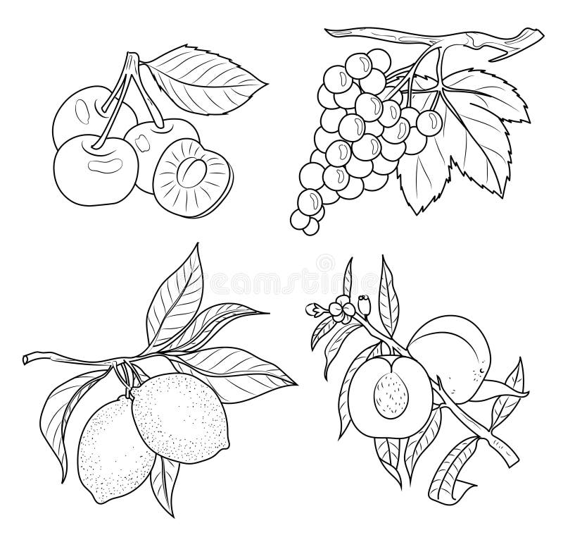 Chibi Cartoon Fruit Outlines of Lemon, Grapes Stock Illustration ...