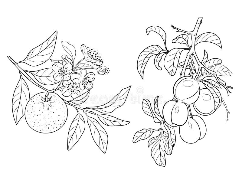 Outline Drawings of Fruits in Chibi Style Stock Illustration ...