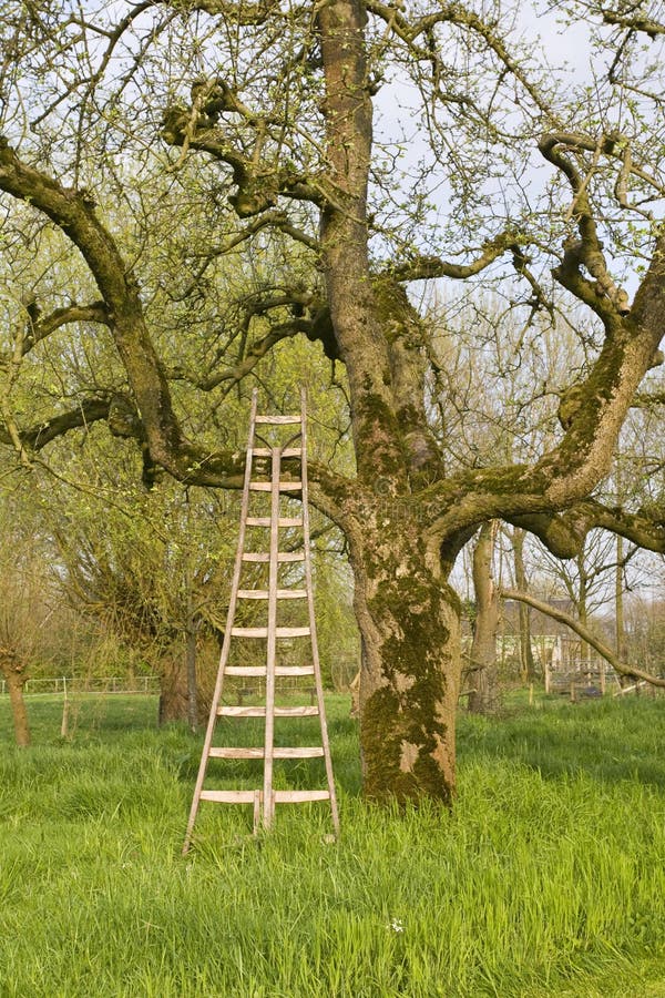 Fruitbomen; Boomgaarden stock afbeelding. Image of boomgaard - 129038095