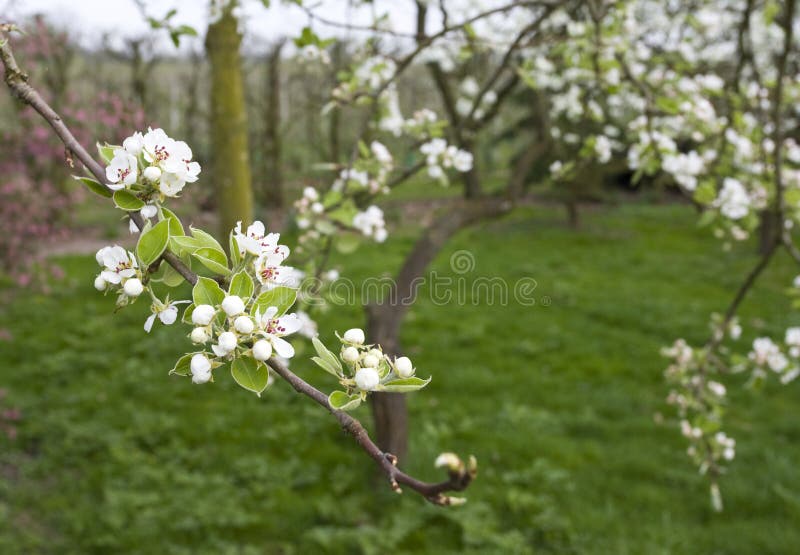 Fruitbomen; Boomgaarden stock foto. Image of mars, boomgaard - 129038952