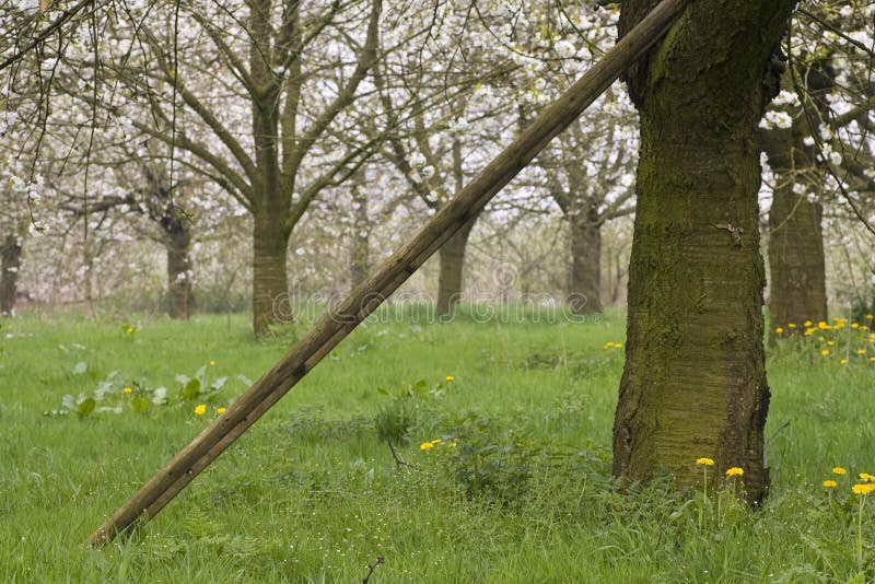 Fruitbomen; Boomgaarden stock foto. Image of ladder - 129039092