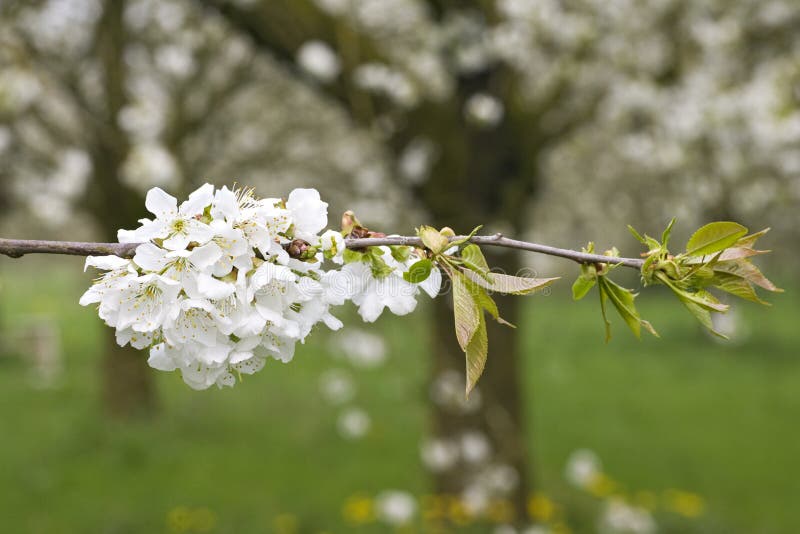 Fruitbomen; Boomgaarden stock foto. Afbeelding bestaande uit ladder ...