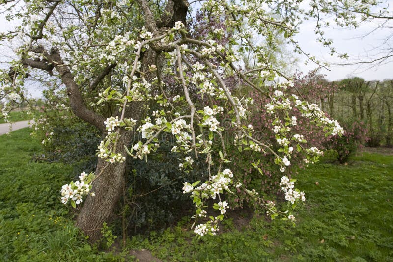 Fruitbomen; Orchards stock image. Image of blossom, netherlands - 129041325