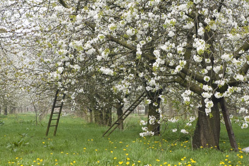 9,677 Vergers Photos libres de droits et gratuites de Dreamstime