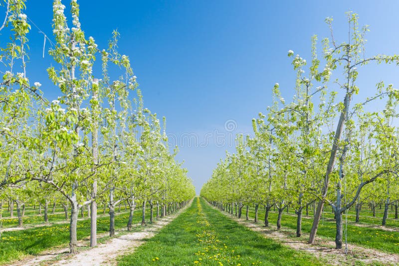 Fruit boomgaard stock afbeelding. Image of appel, peren - 12341