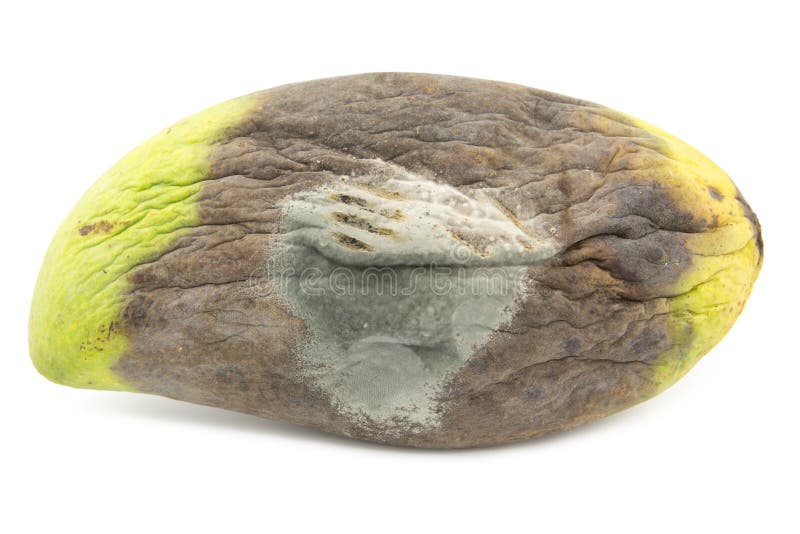 Fruto De Mango Podrido Aislado En Fondo Blanco, Camino De Recorte ...