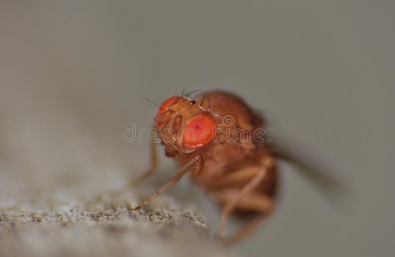 114 Drosophila Melanogaster Eye Stock Photos - Free & Royalty-Free ...