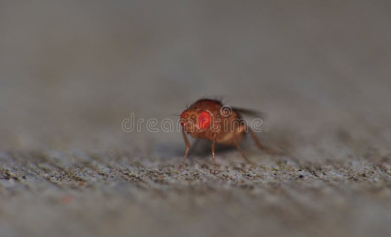 114 Drosophila Melanogaster Eye Stock Photos - Free & Royalty-Free ...