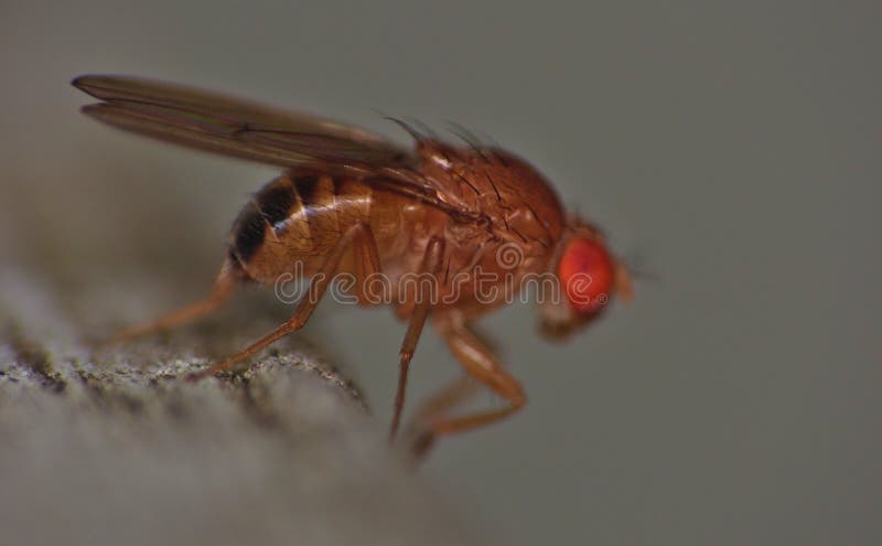 114 Drosophila Melanogaster Eye Stock Photos - Free & Royalty-Free ...
