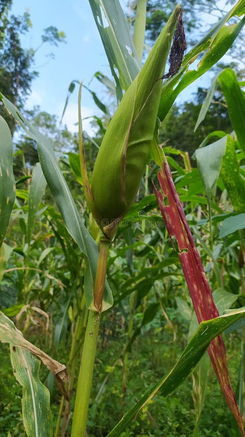 Corn Cob Diameter Stock Photos - Free & Royalty-Free Stock Photos from ...