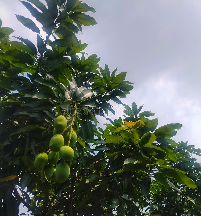 Fruitful Mango Tree Stock Photos - Free & Royalty-Free Stock Photos ...