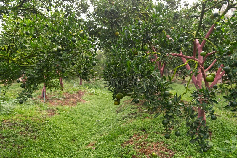 The Fruitful Orange Orchard of the Farmer is Awaiting for Harvesting ...