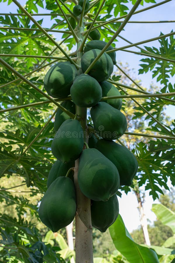 Fruitful Papayas are Ready for Sale Fresh from the Tree. Stock Photo ...