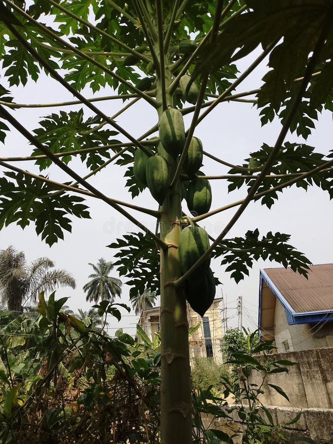 A fruitful pawpaw tree stock image. Image of tree, fruitful - 354751807