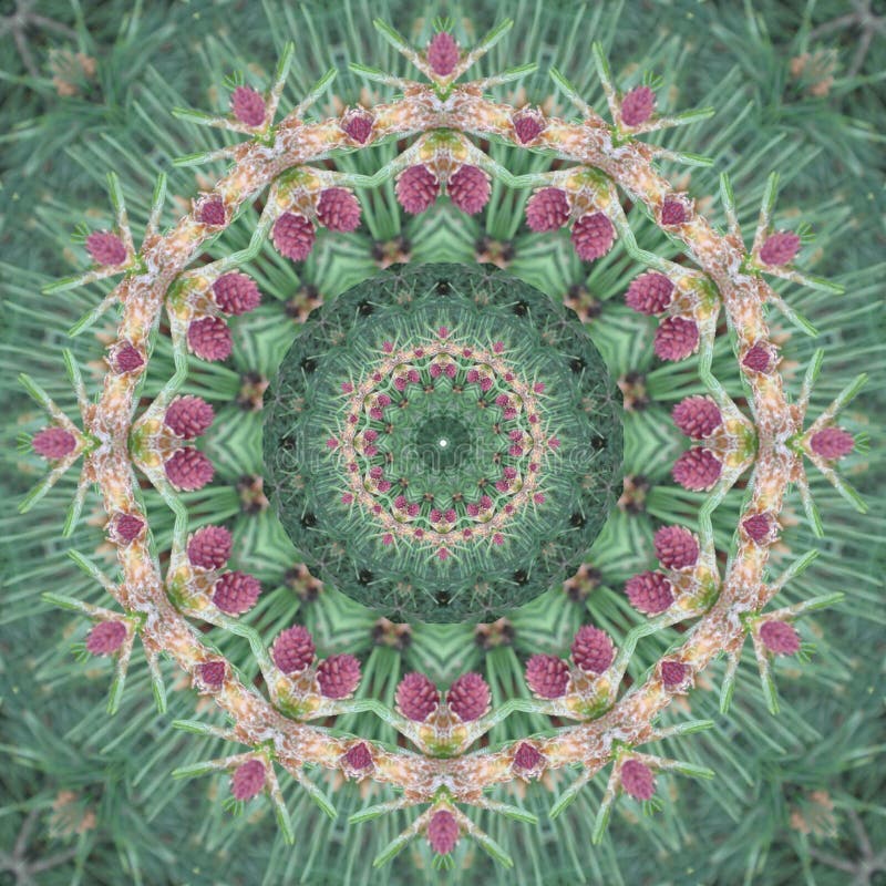 Fruitful Pine Female Conelets Stock Illustration - Illustration of ...