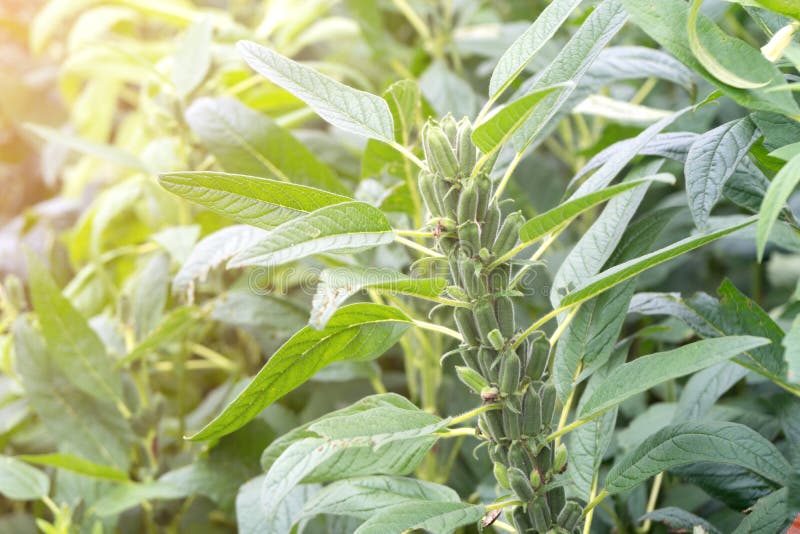 The sesame crop Fields stock image. Image of green, lush - 123873885