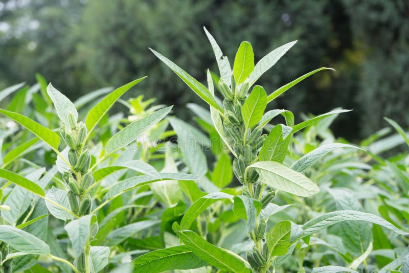 A Fruitful Sesame Crop Close-up Stock Photo - Image of sesame ...