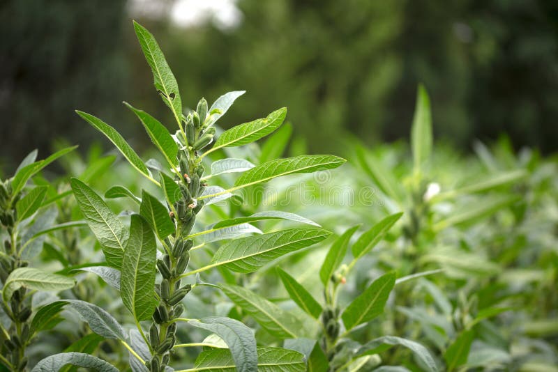 Fruitful Sesame in the Farmland Stock Photo - Image of wild, plant ...