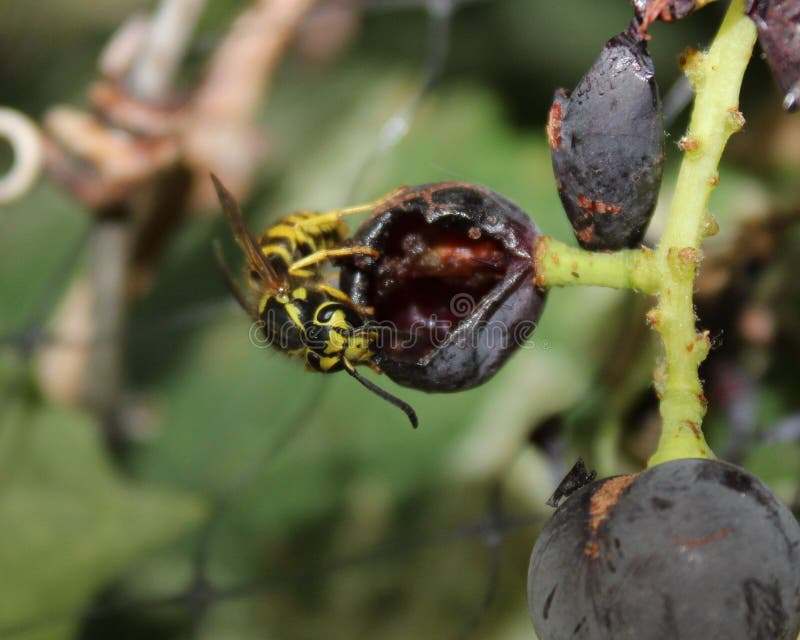 Fruitful Yellow Jacket Stock Photos - Free & Royalty-Free Stock Photos ...