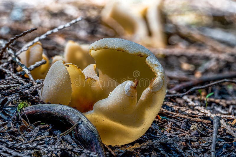 Operculate Cup-Fungus stock photo. Image of tree, plant - 281010944