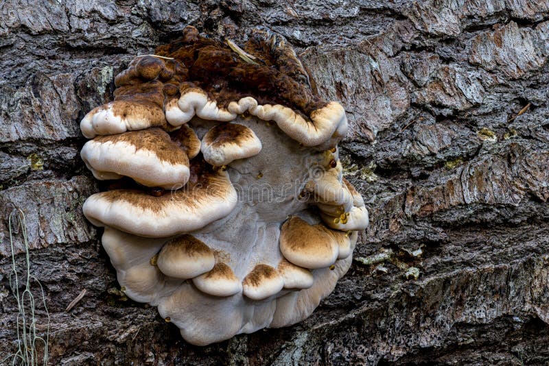 Fungal Fruiting Bodies Emerging from a Dead Tree Stock Photo - Image of ...