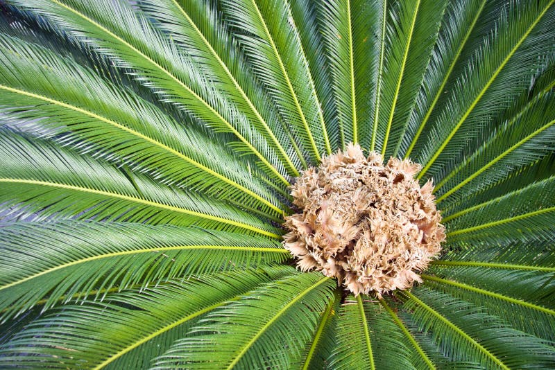 Fruiting Centre of a South African Cycad Stock Image - Image of african ...
