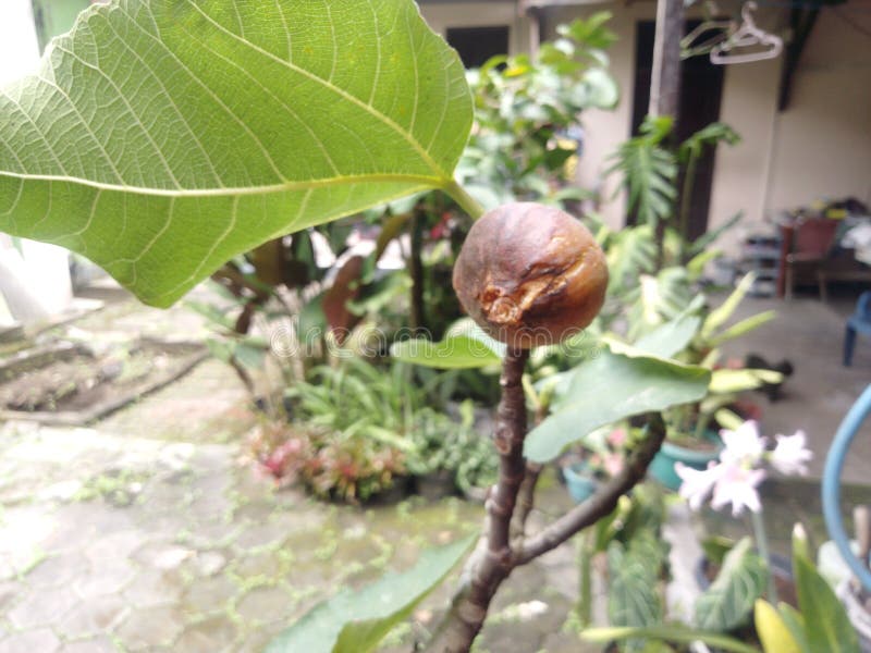 Fruiting fig tree stock photo. Image of color, leaf - 267969378