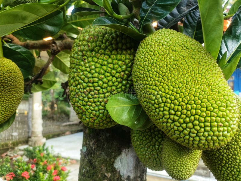 Fruiting jackfruit tree stock image. Image of fragrant - 280872209