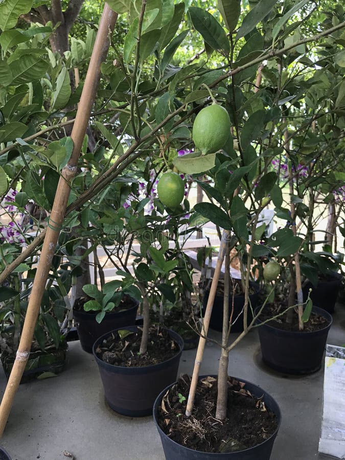 A fruiting lemon tree. stock image. Image of botany - 157825269