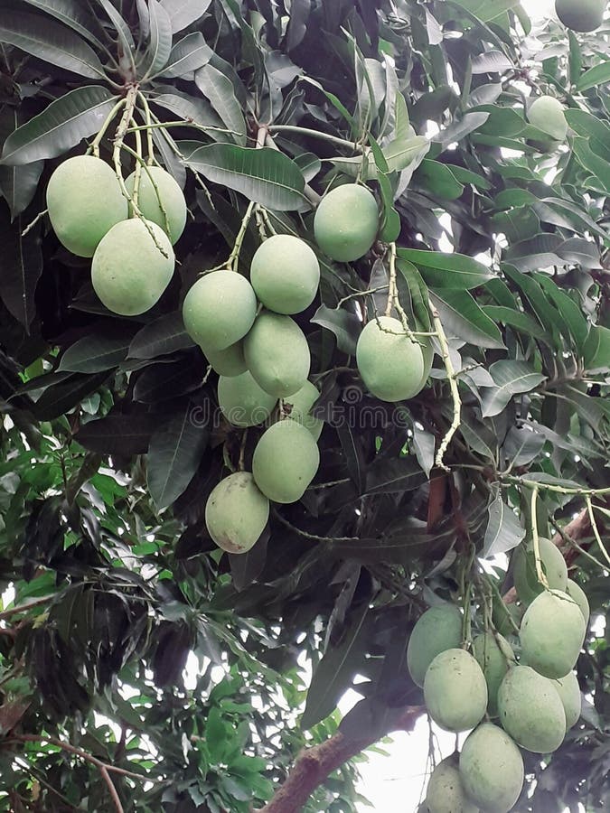 A fruiting mango tree stock image. Image of plant, evergreen - 211642617