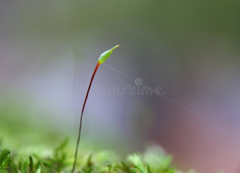 Fruiting Moss Stem Holding by only One Spider Silk Thread Stock Photo ...