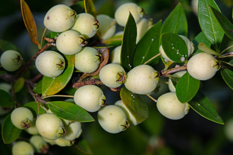 Fruiting Myrtus Communis, Common Myrtle, Introduced Species, Natural ...