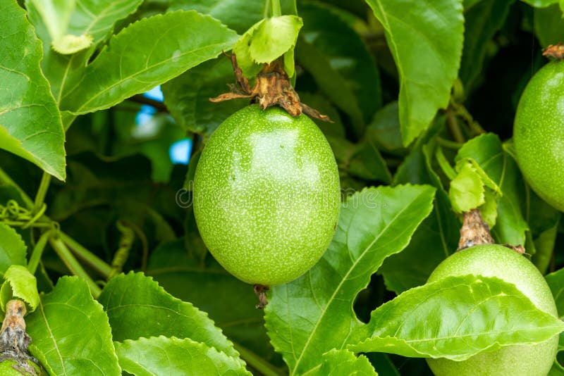 A Fruiting Passion Fruit Tree and Fruit Close-up Stock Image - Image of ...